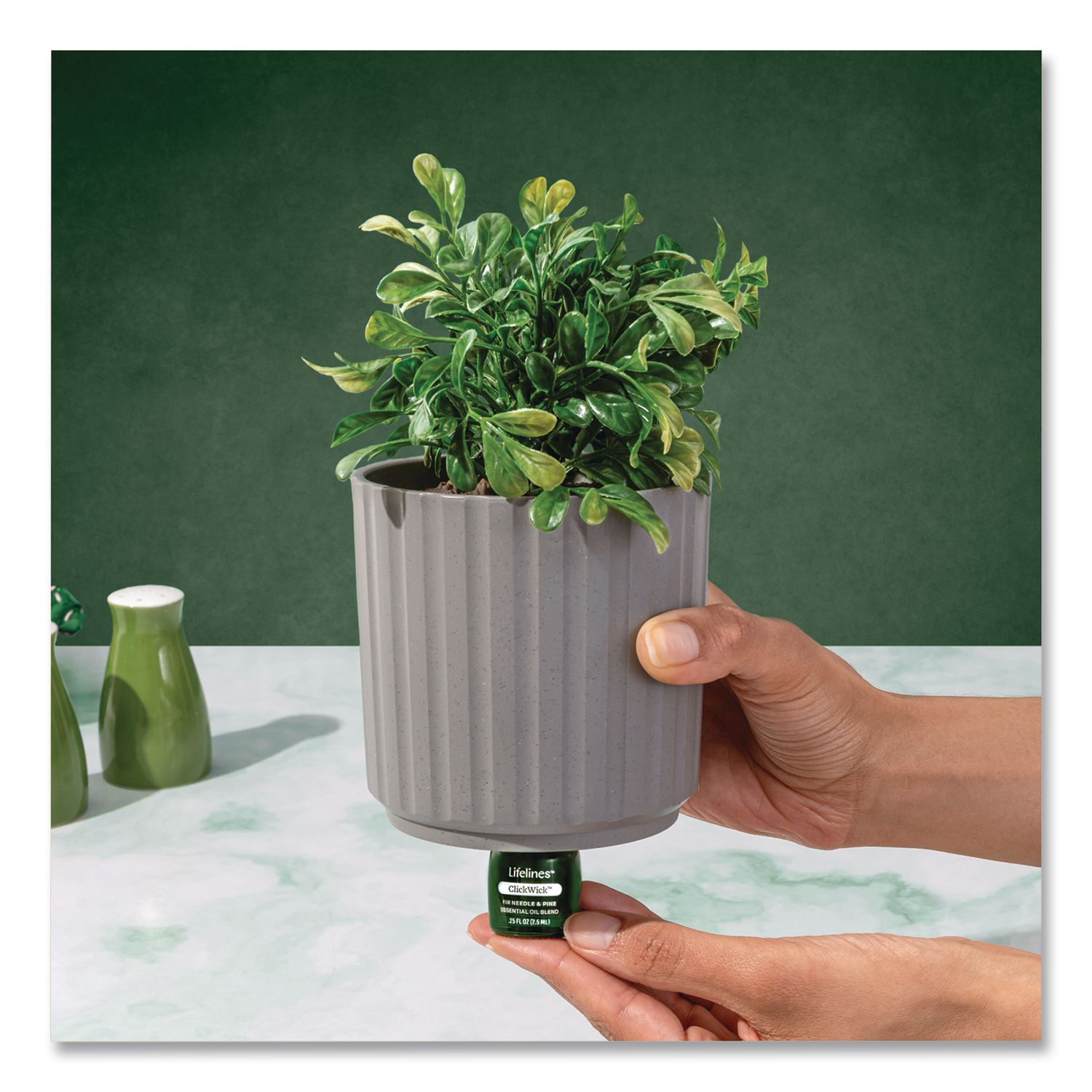 Lifelines® Evaporative Aromatherapy Essential Oil Boxwood Plant ...